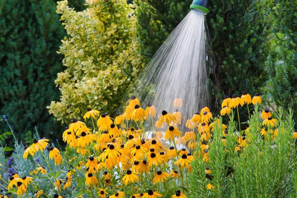 Vodič za zalivanje češera: Vreme i tehnike za zdrav rast - Cvecara Lux ...